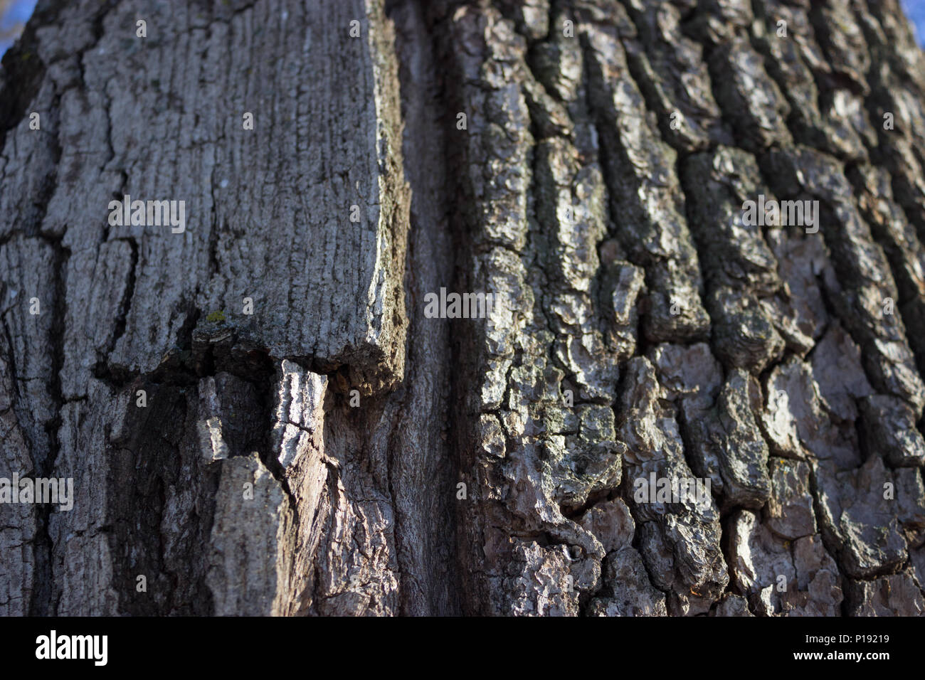 dry tree bark texture background. close up Stock Photo - Alamy
