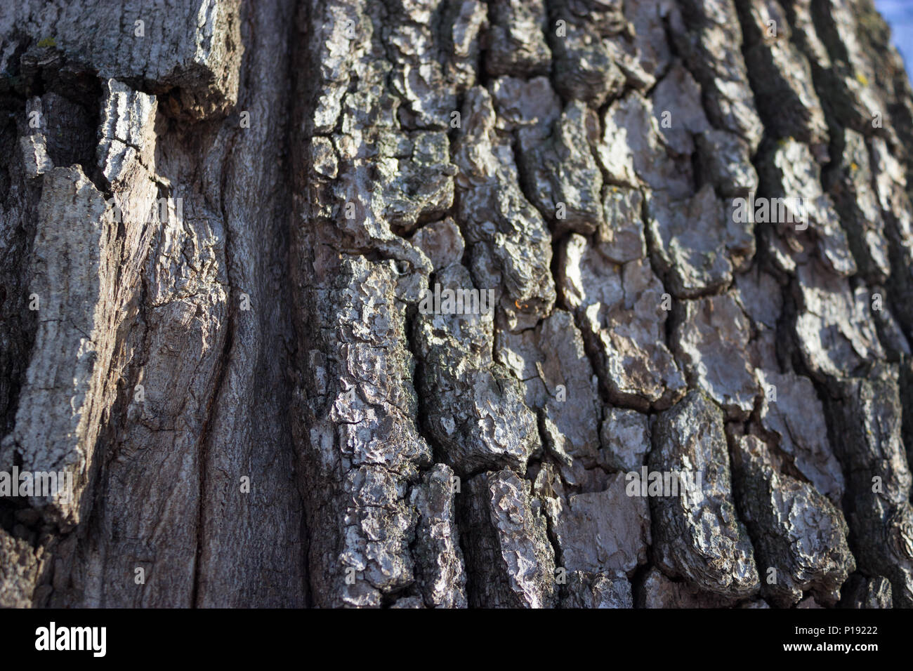 dry tree bark texture background. close up Stock Photo - Alamy
