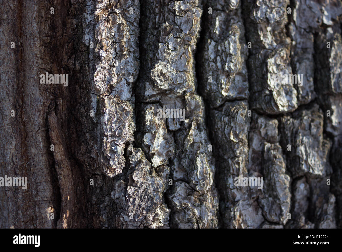 dry tree bark texture background. close up Stock Photo - Alamy