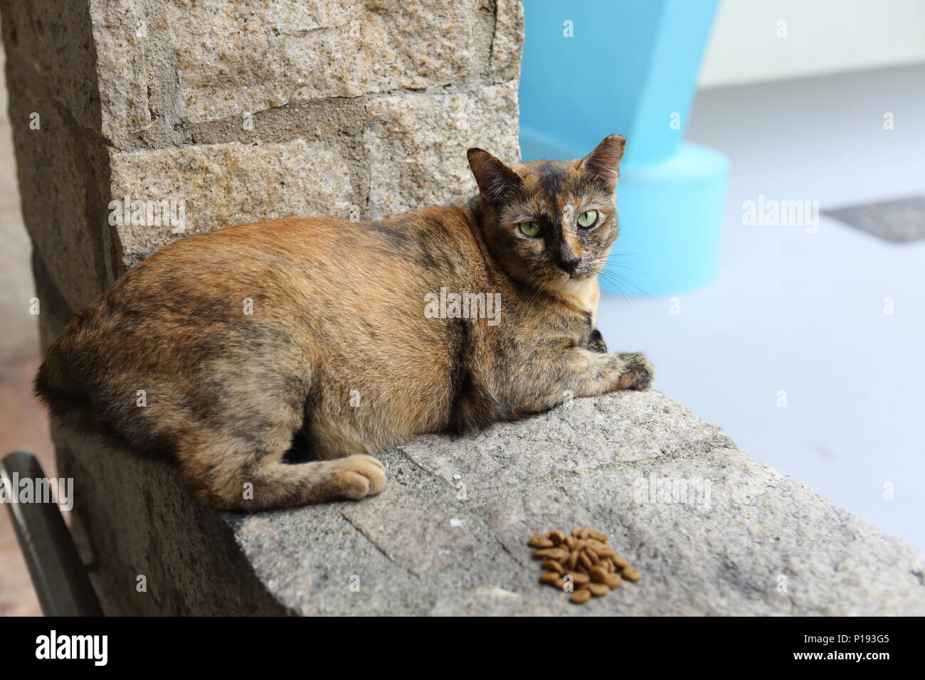 Fat tortoiseshell cat looking at camera, some biscuits beside her for ...