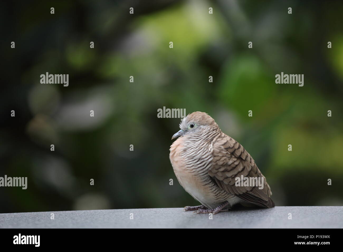 Portrait of a spotted dove (Spilopelia chinensis), Singapore Stock ...