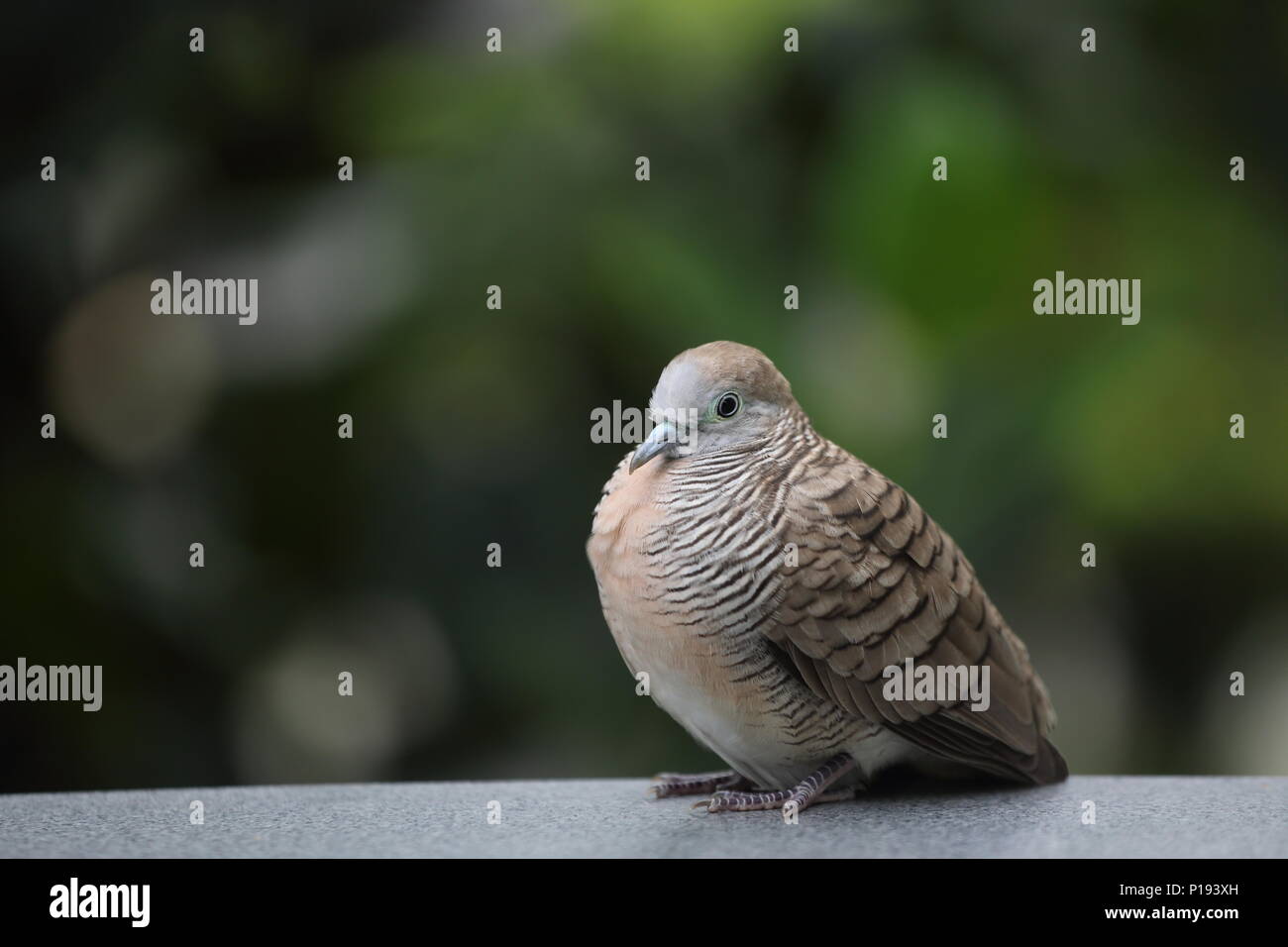 Portrait of a spotted dove (Spilopelia chinensis), Singapore Stock ...