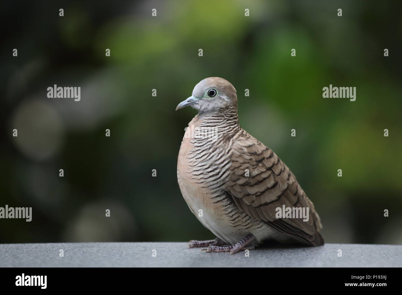 Portrait of a spotted dove (Spilopelia chinensis), Singapore Stock ...