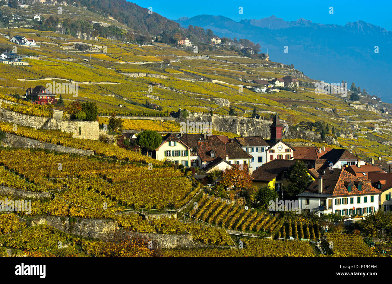 Switzerland: village of Rivaz and vines of Lavaux in the Canton of Vaud. The Rivaz vineyard ...