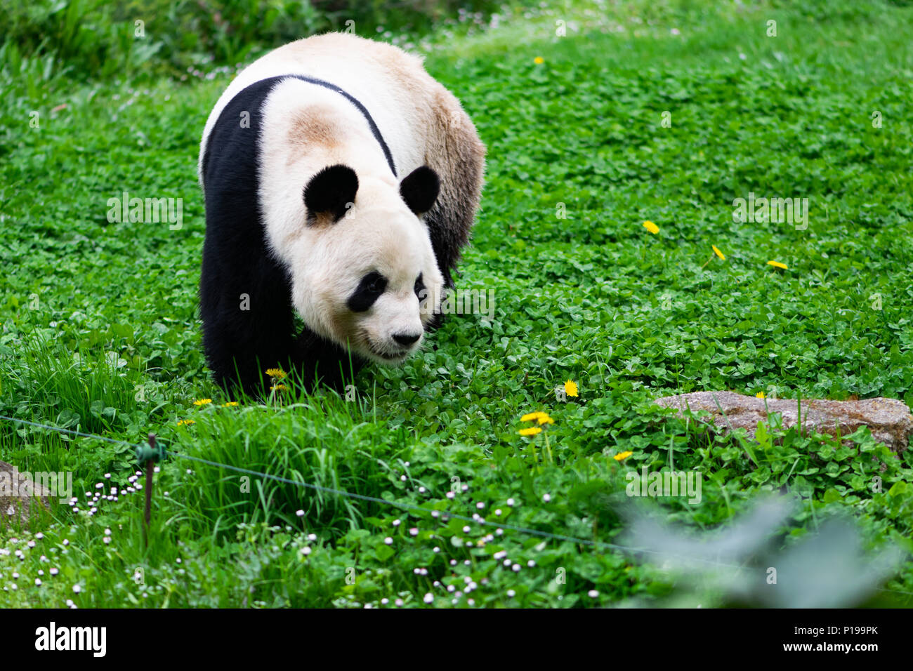 Giant panda walking in grassy enclosure in Madrid Zoo, Spain Stock ...
