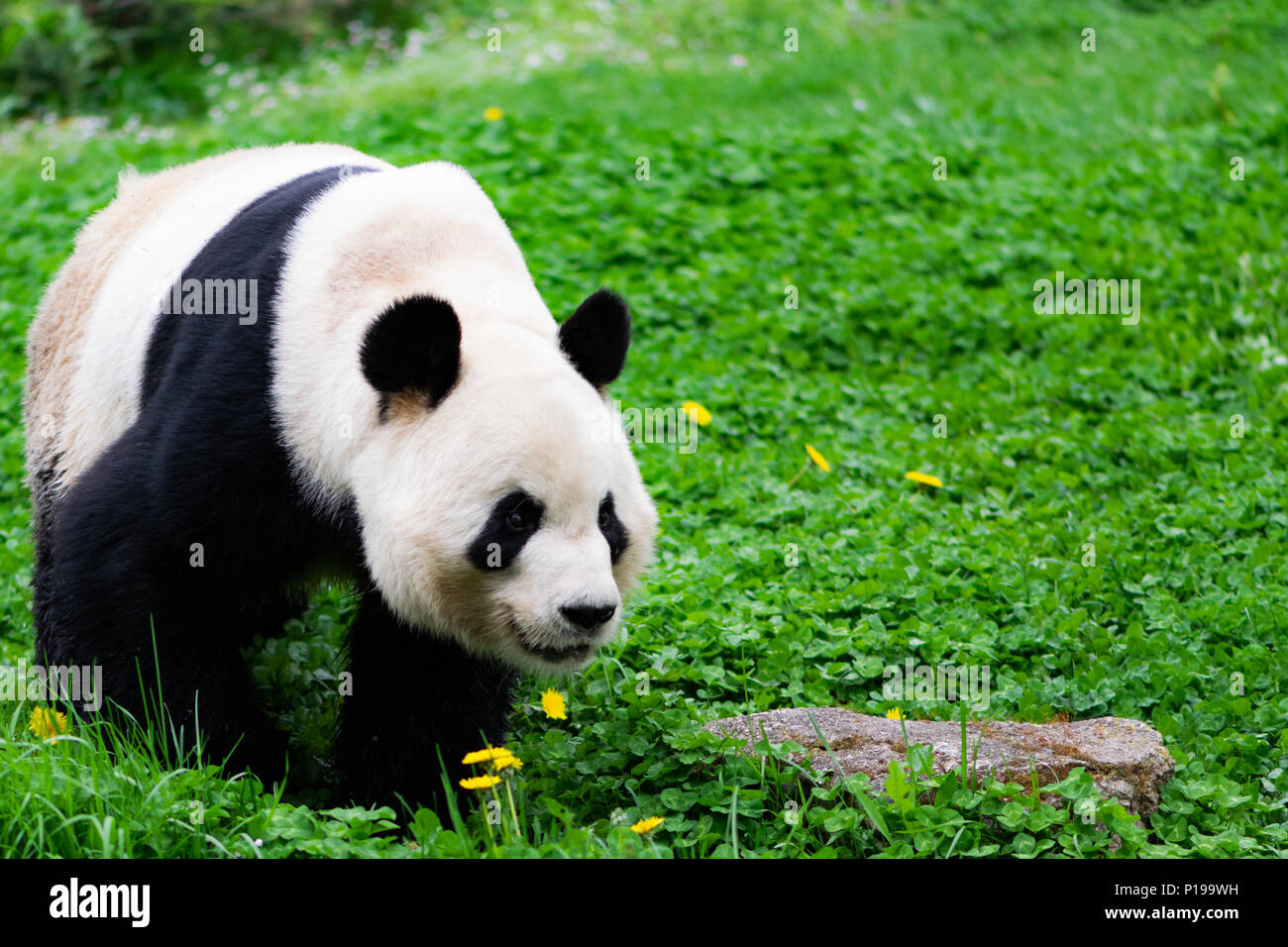 Panda at madrid zoo hi-res stock photography and images - Alamy