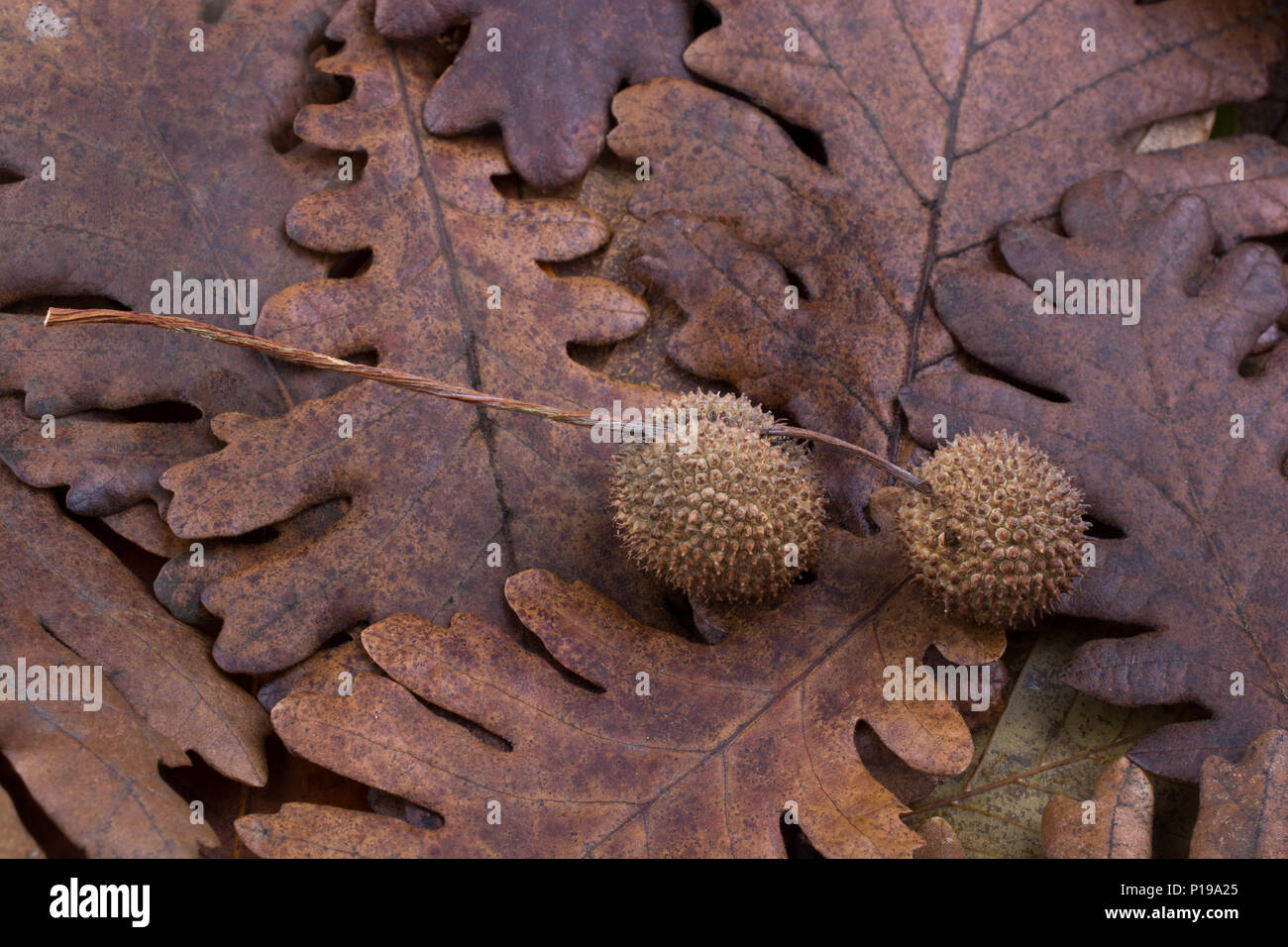 Brown color pods, capsules on a dry leaf as an autumn background Stock ...