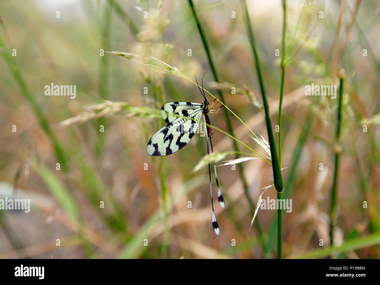 Spoon-winged Lacewing (Nemoptera sinuata) Kalymnos, Dodecanese Islands ...