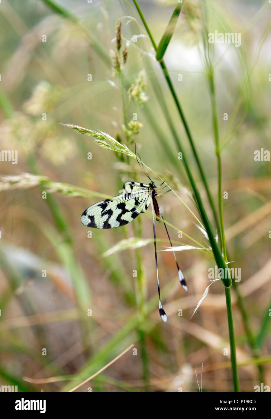 Spoon-winged Lacewing (Nemoptera sinuata) Kalymnos, Dodecanese Islands ...