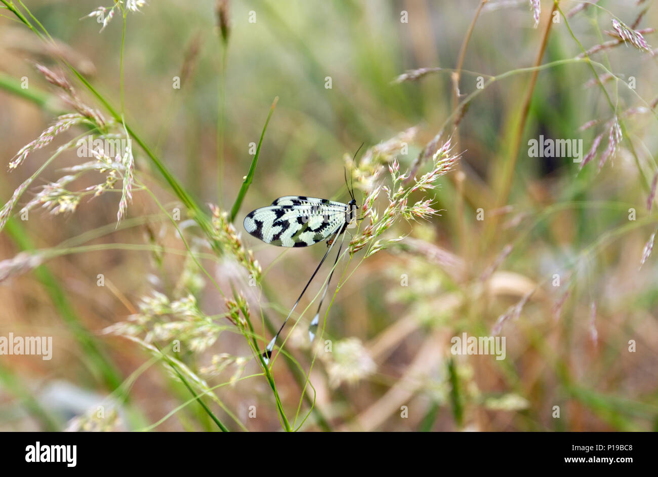 Nemoptera sinuata hi-res stock photography and images - Alamy