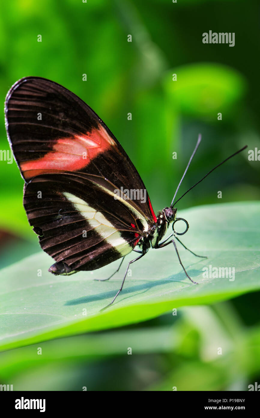 Panama butterfly hi-res stock photography and images - Alamy