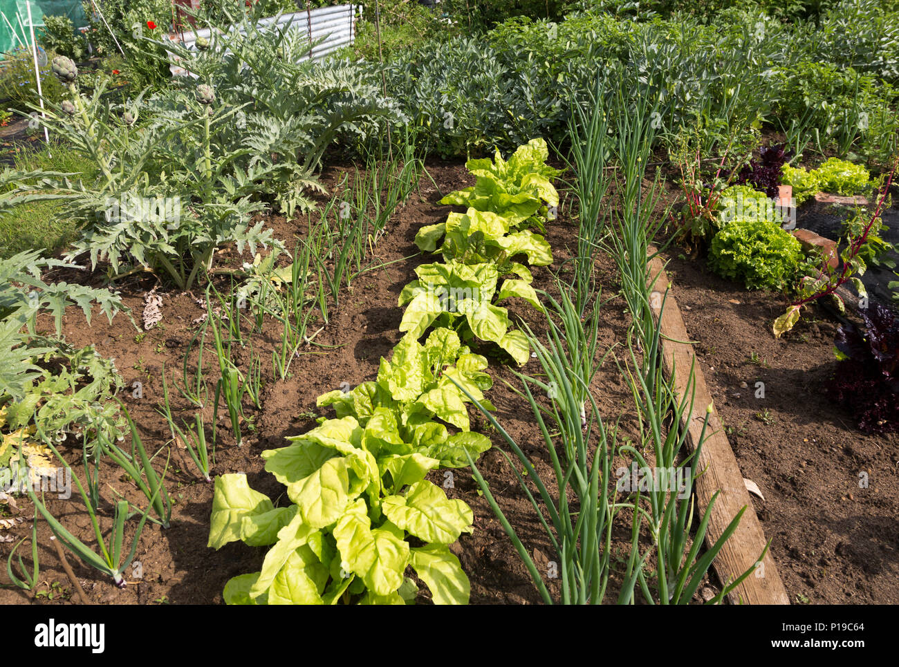 Vegetable growing summer allotment gardens, Shottisham, Suffolk ...