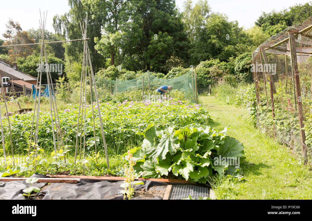 Allotments uk working hi-res stock photography and images - Alamy