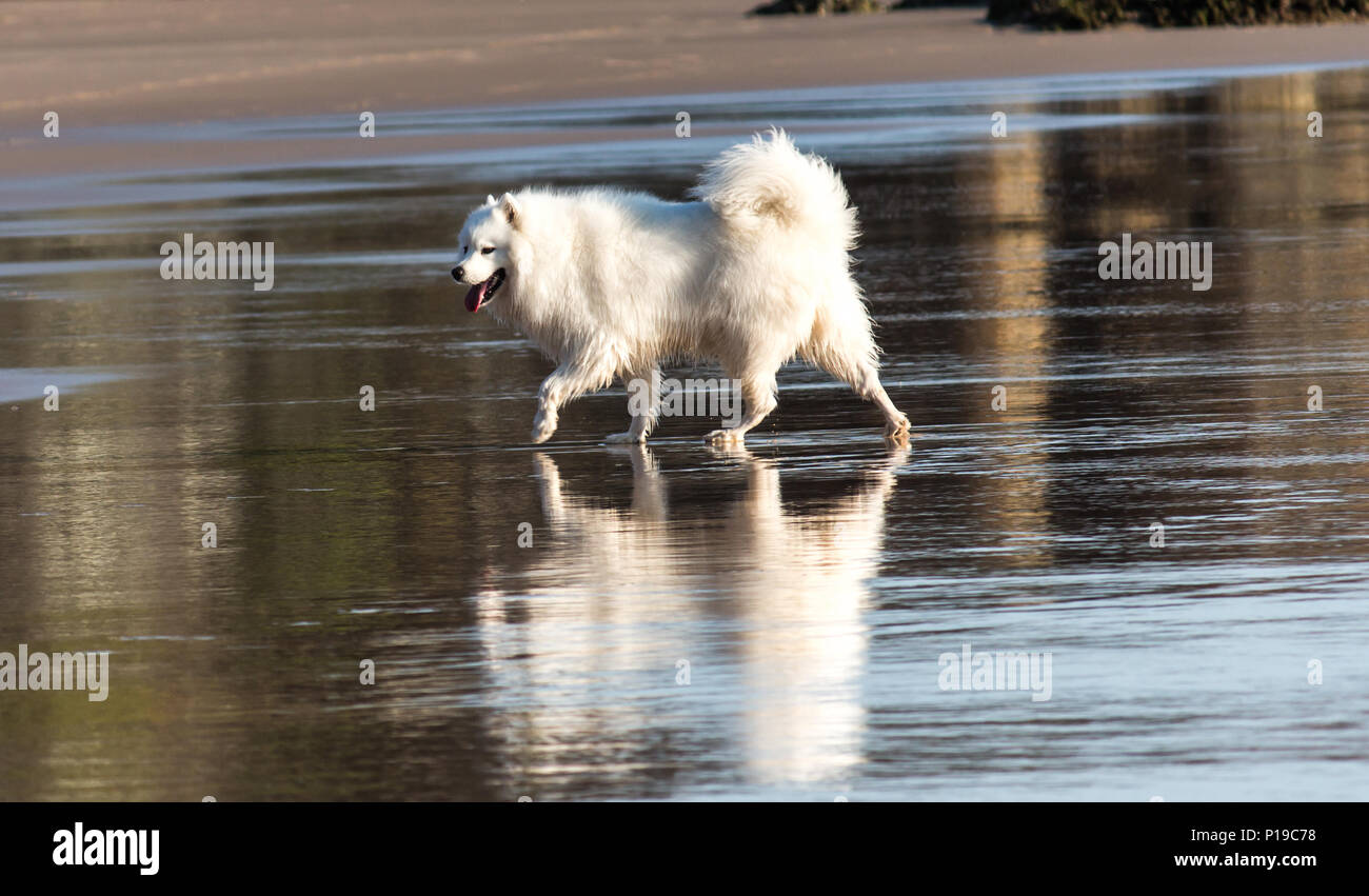 Samoyed hi-res stock photography and images - Alamy