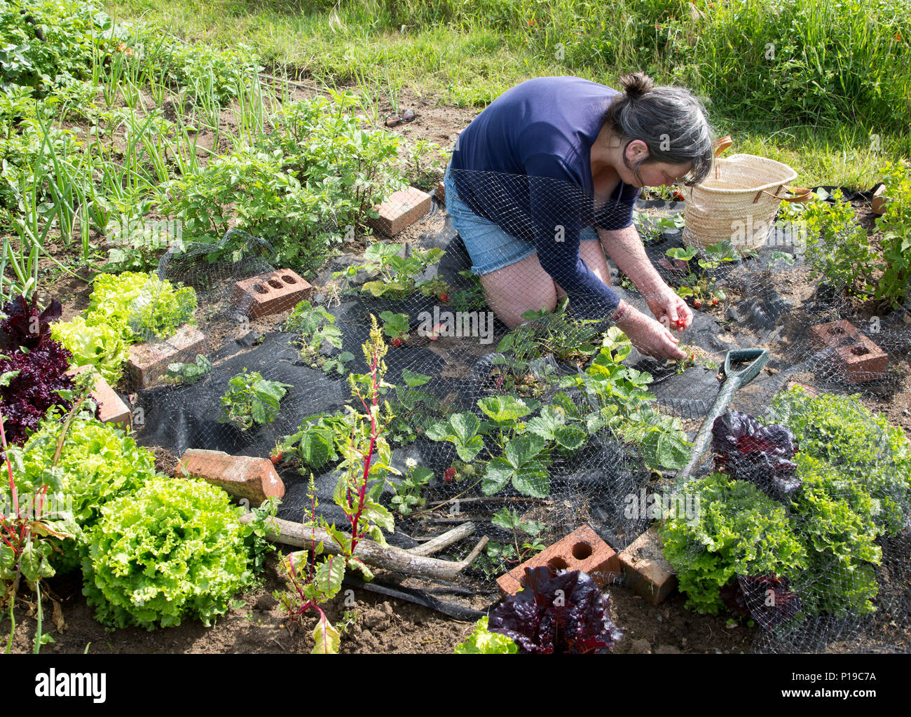 Vegetable growing summer allotment gardens, Shottisham, Suffolk ...