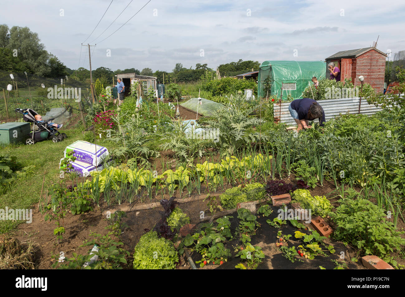 Gardening allotment family hi-res stock photography and images - Alamy