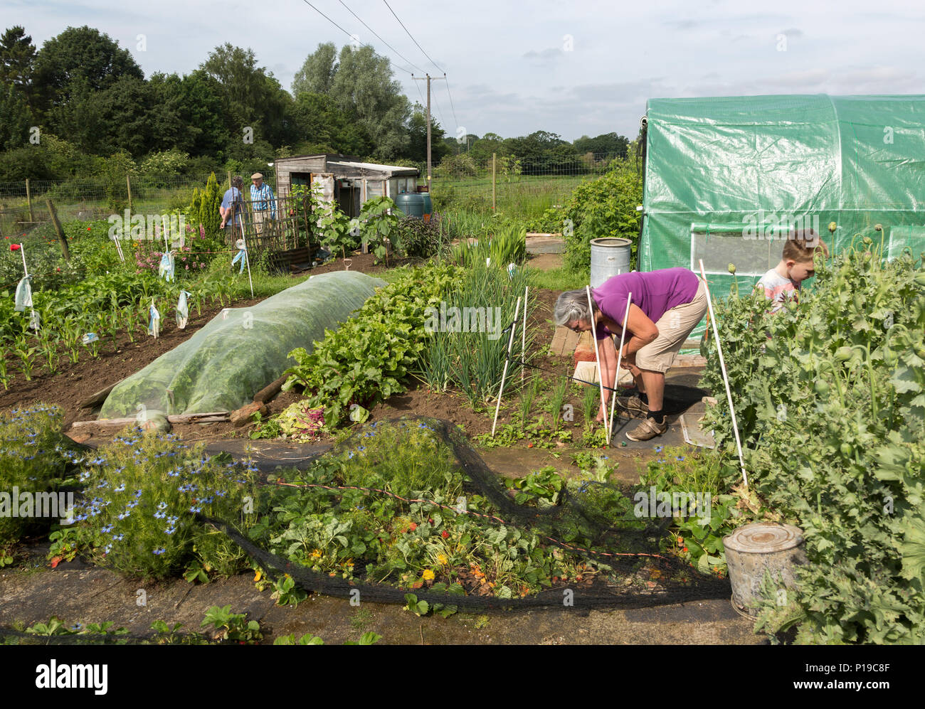 Vegetable growing summer allotment gardens, Shottisham, Suffolk ...