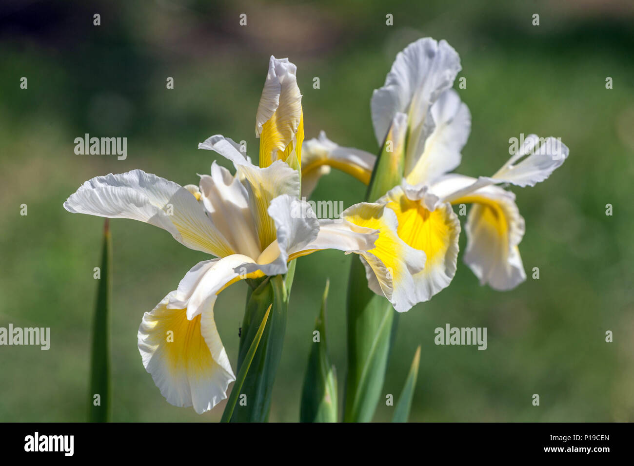 Iris spuria " Bila Kytice ", Yellow Iris flower white Irises Stock ...