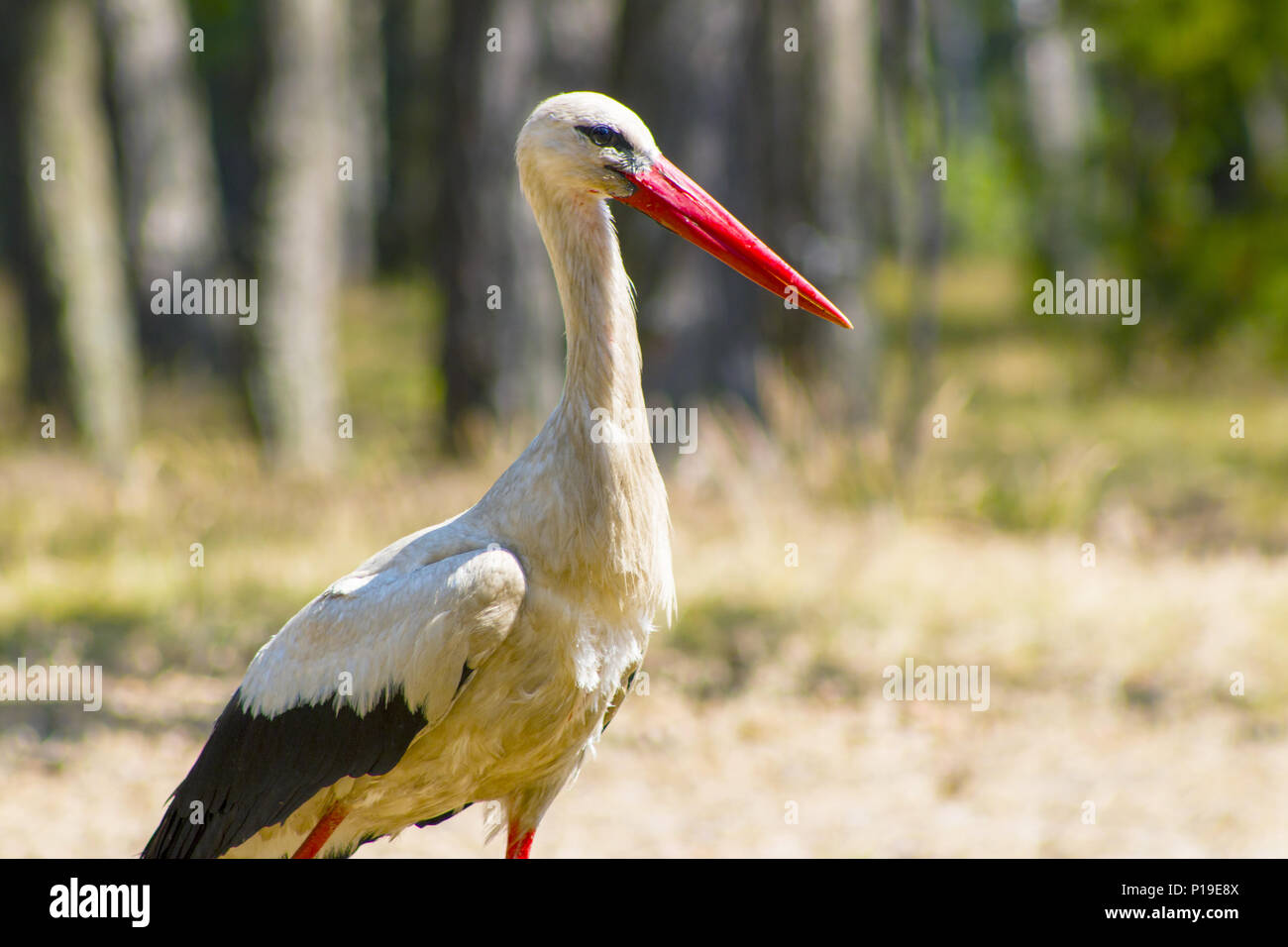 Stork close up hi-res stock photography and images - Alamy