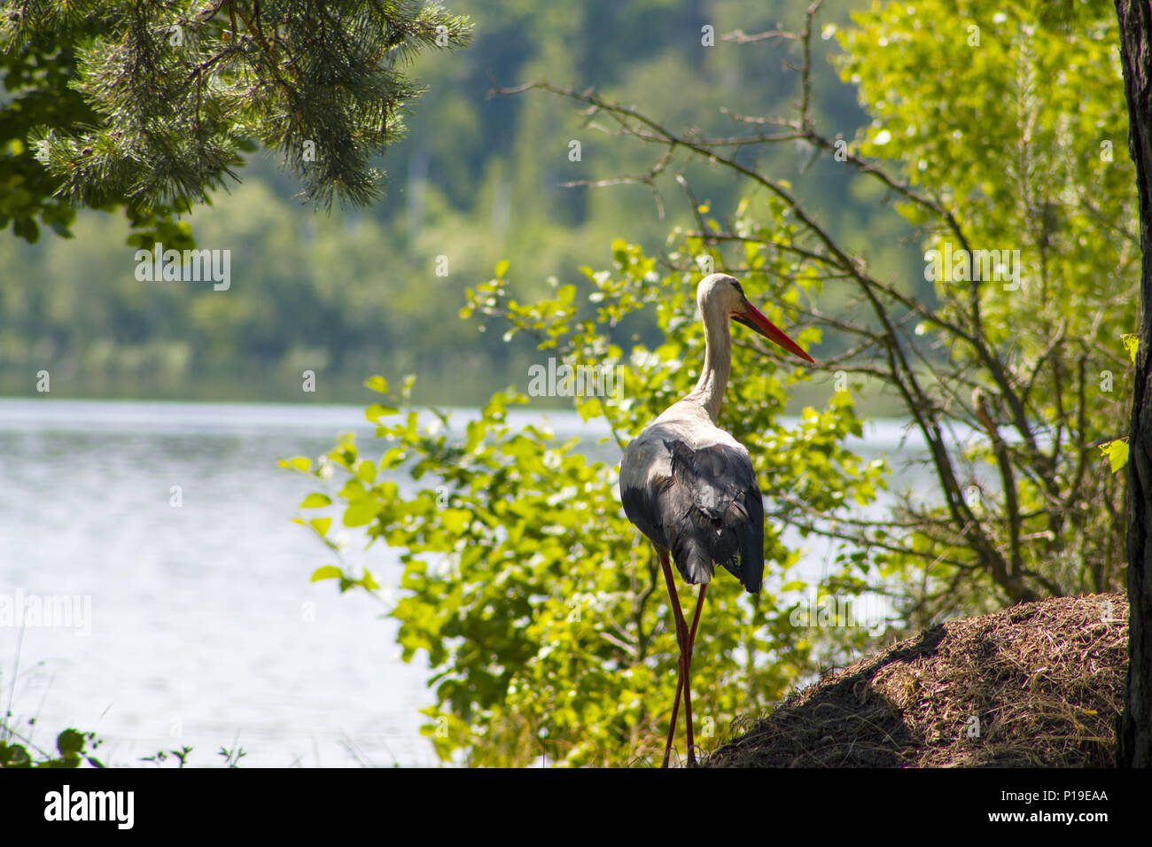Stork lake forest hi-res stock photography and images - Alamy
