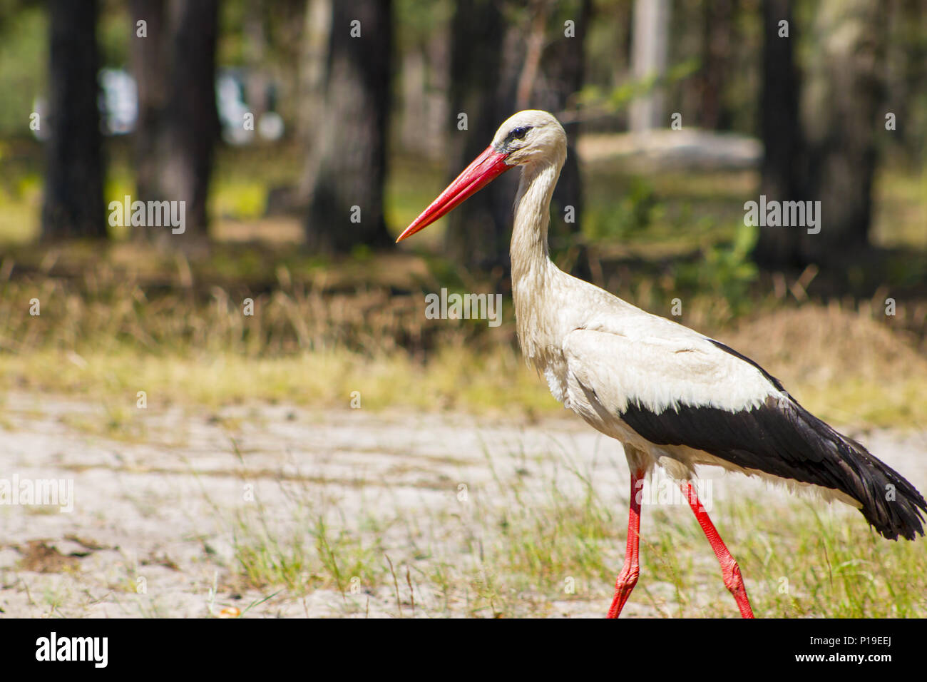 stork walk and look food Stock Photo - Alamy