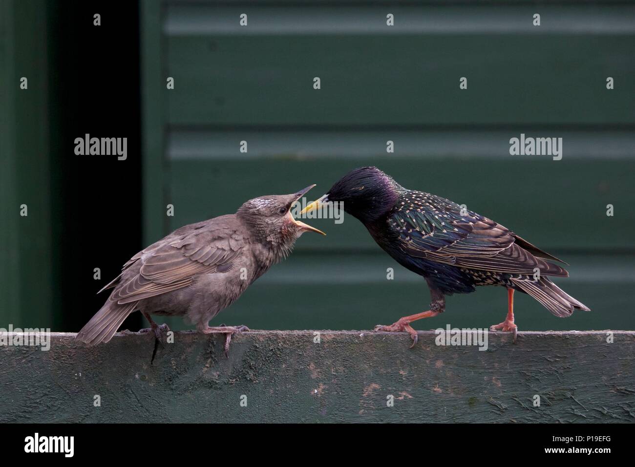 Small starling hi-res stock photography and images - Alamy