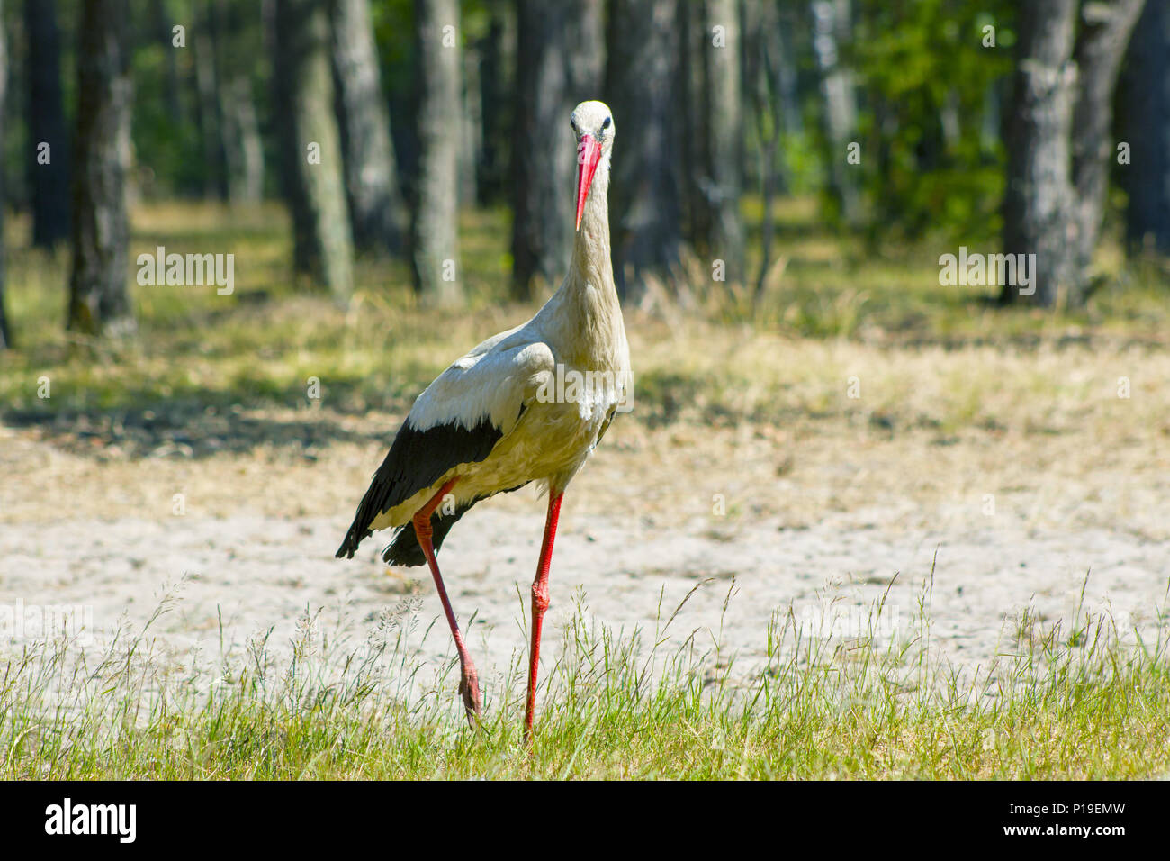 walking stork in forest Stock Photo - Alamy