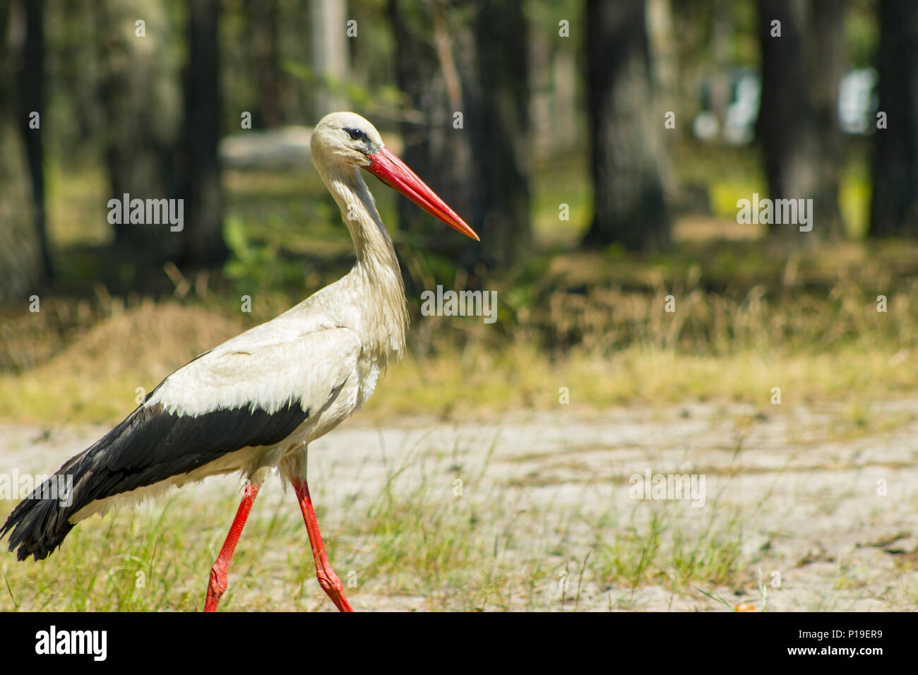 walking stork looking food Stock Photo - Alamy