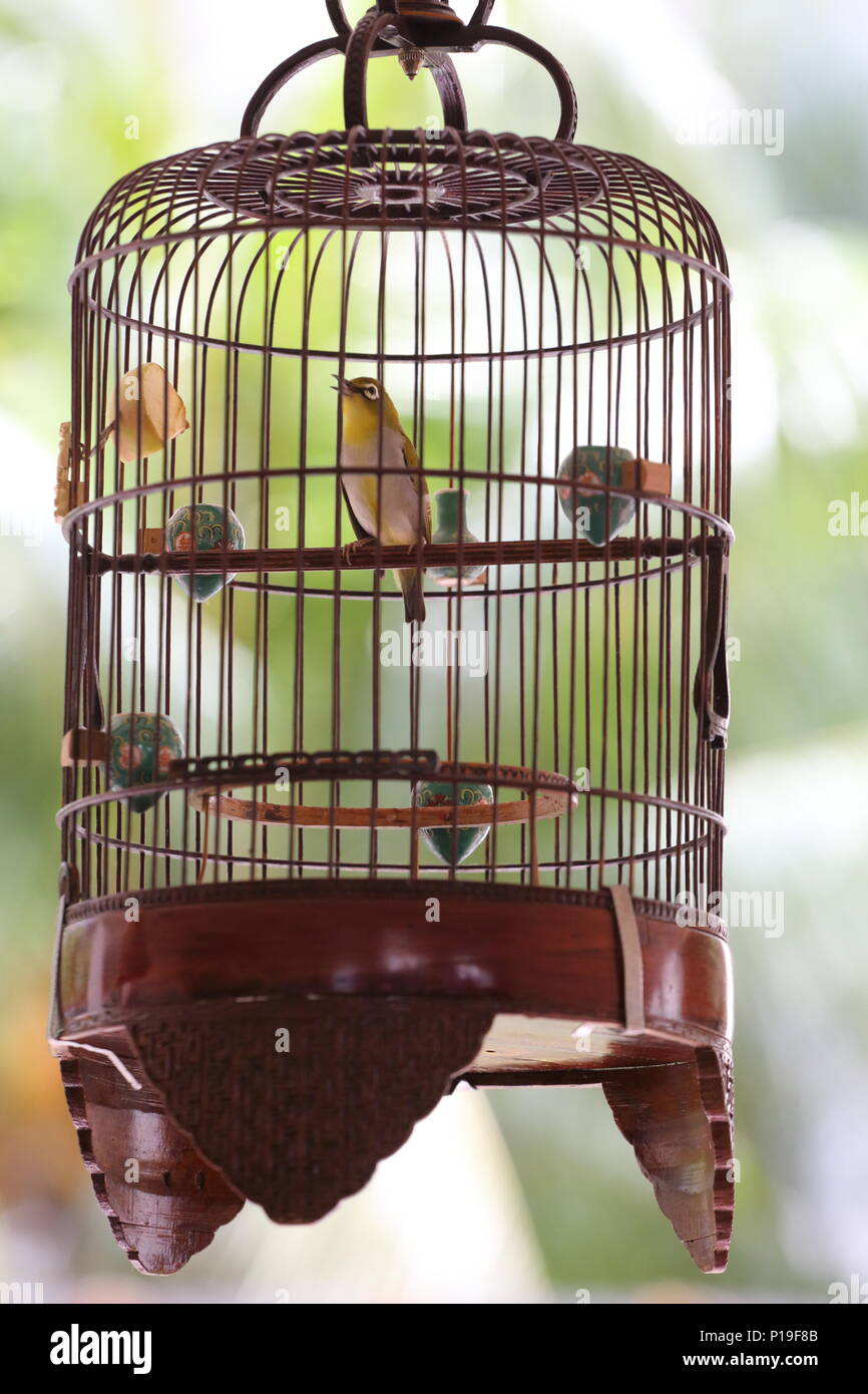 Vertical scene during a bird club gathering, people usually hang up ...