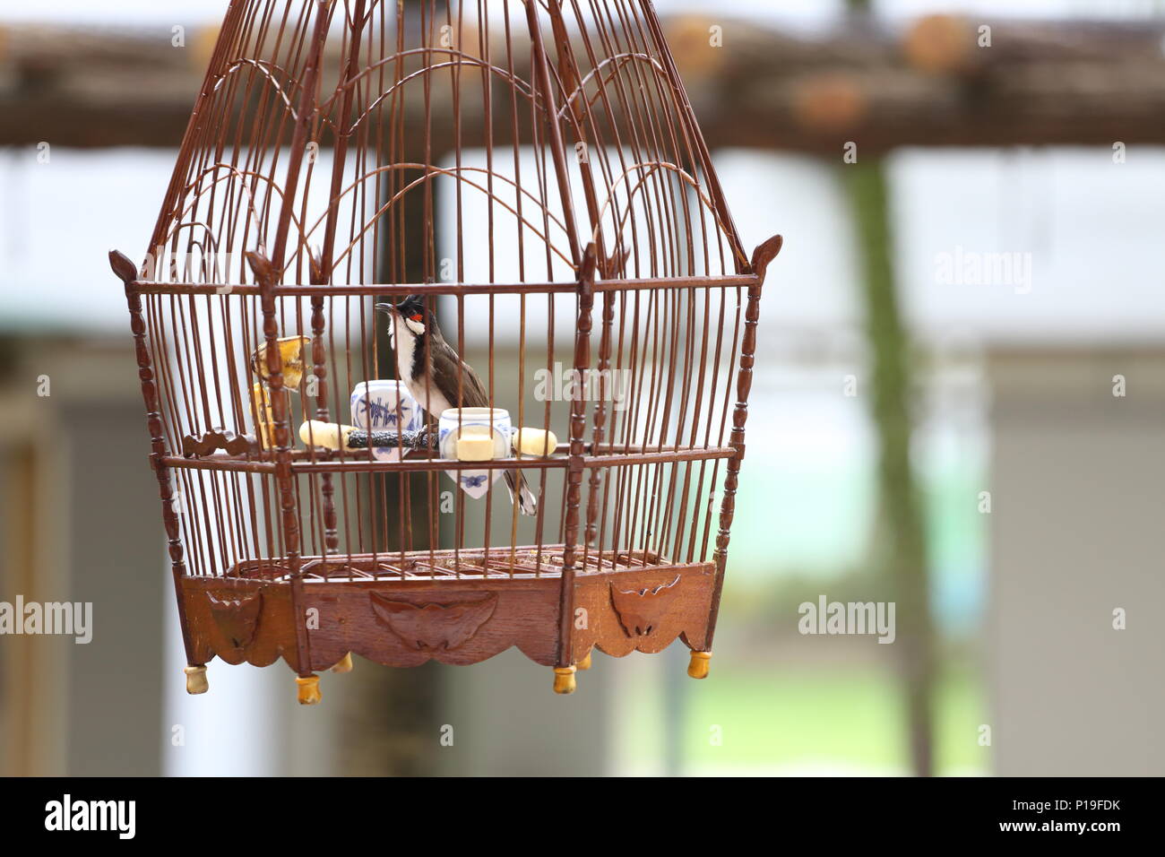 During a bird club gathering, people hang up their ornately bird cage ...