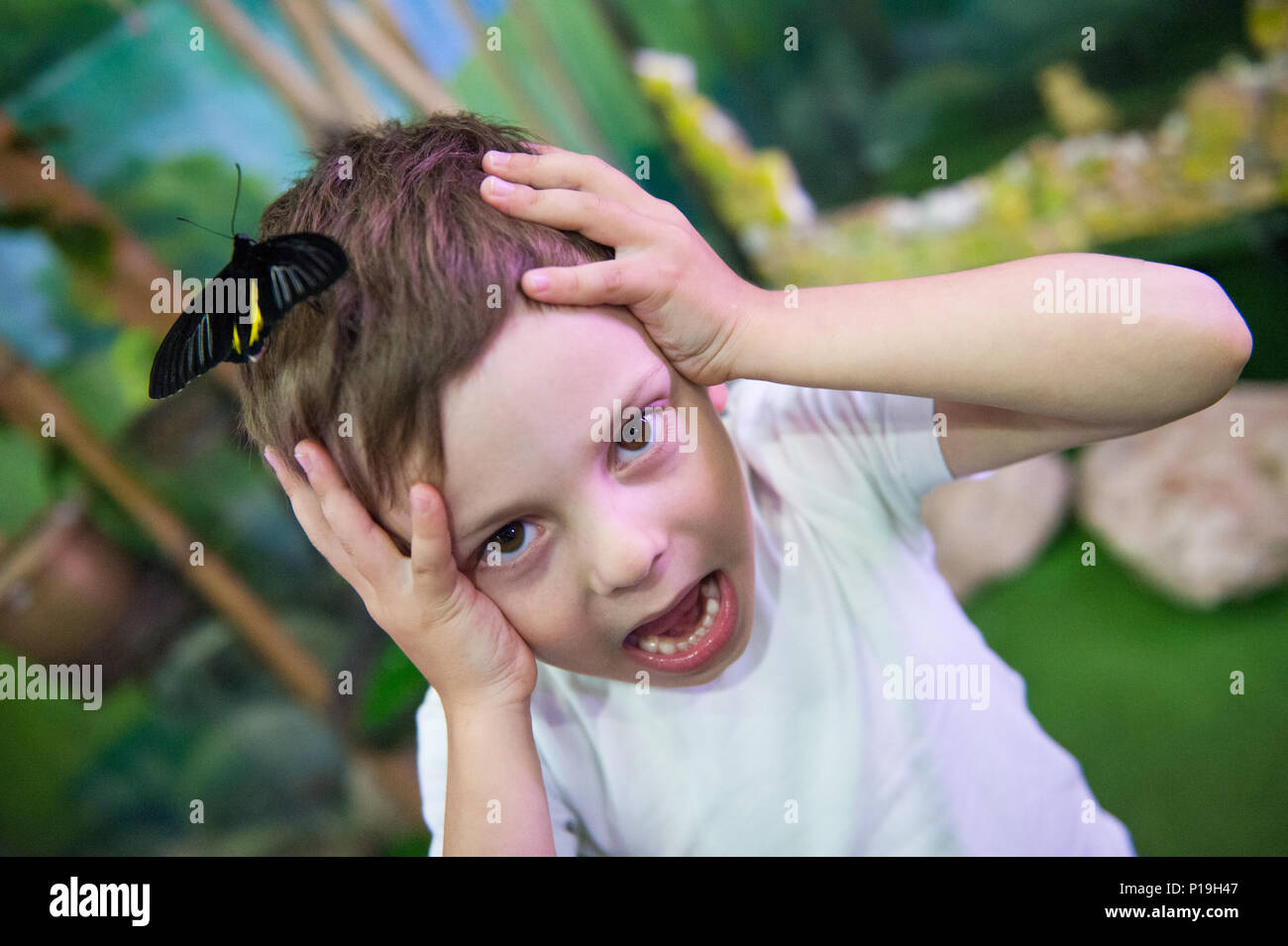 screaming small caucasian kid clutching his head with sitting huge ...