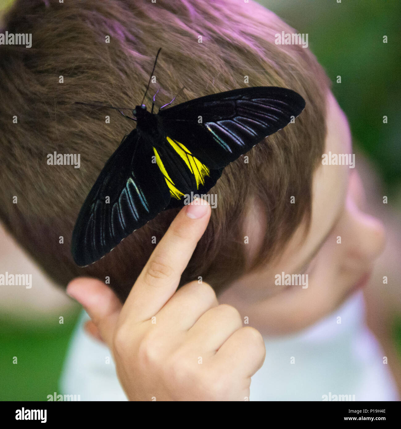 little boy touching big butterfly sitting on his head Stock Photo - Alamy