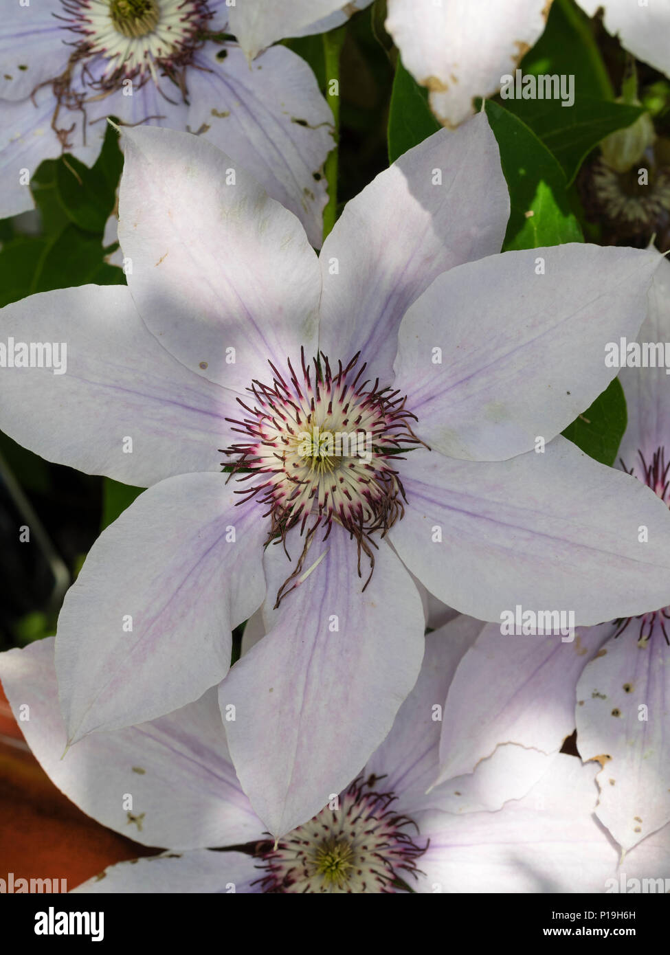 Blue type hi-res stock photography and images - Alamy