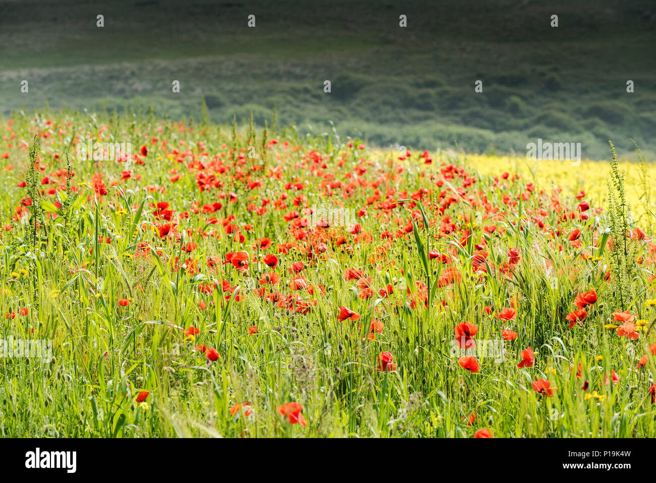 Colourful Common poppies Papaver rhoeas growing in a field at the ...