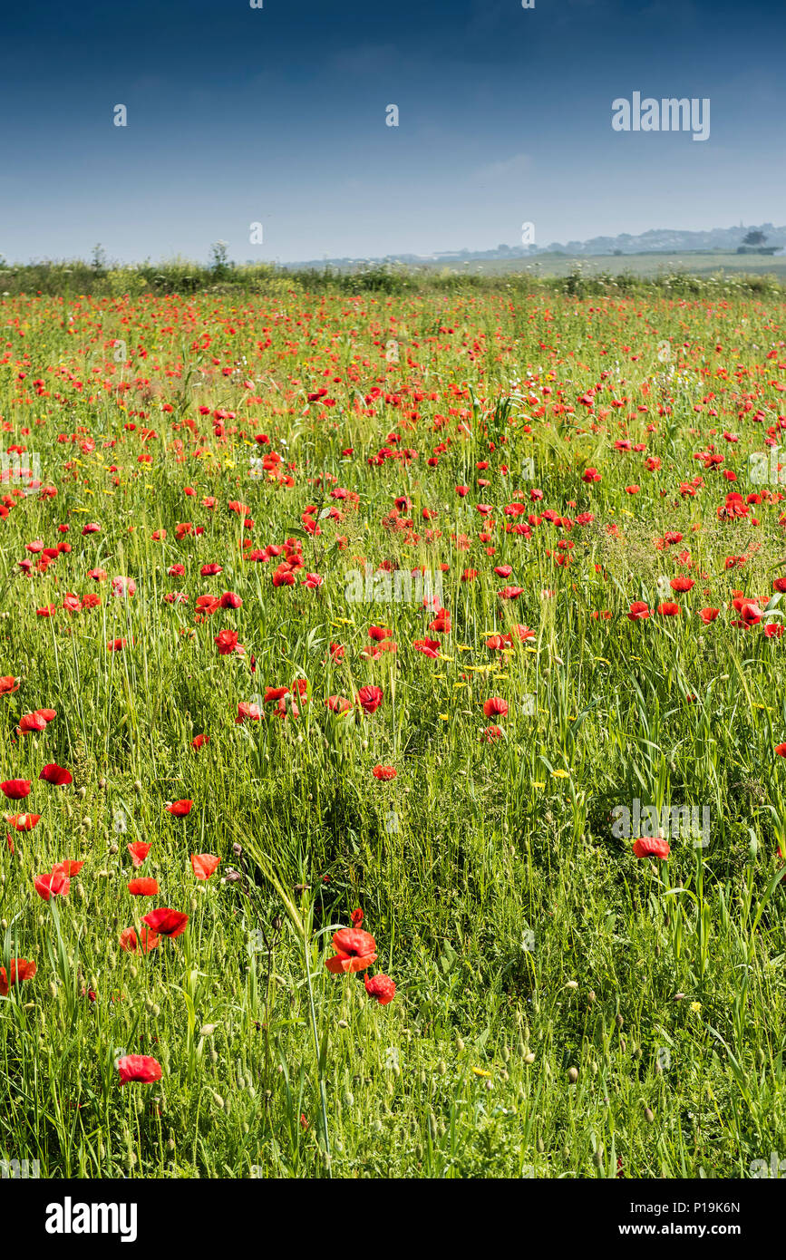 Poppies Papaver rhoeas growing in a field at the Arable Fields Project ...