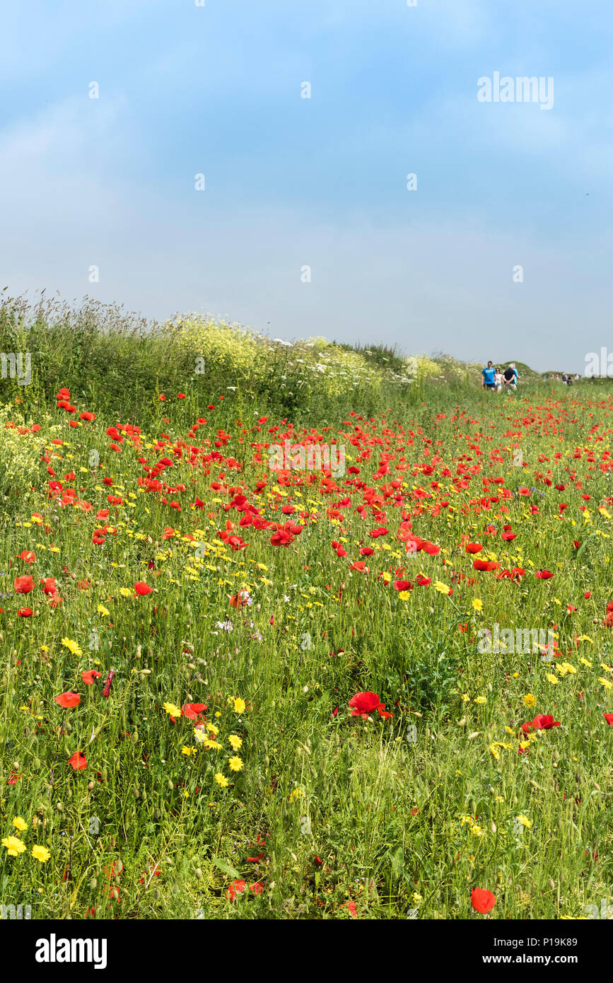 Poppies growing in a field at the Arable Fields Project on West Pentire ...