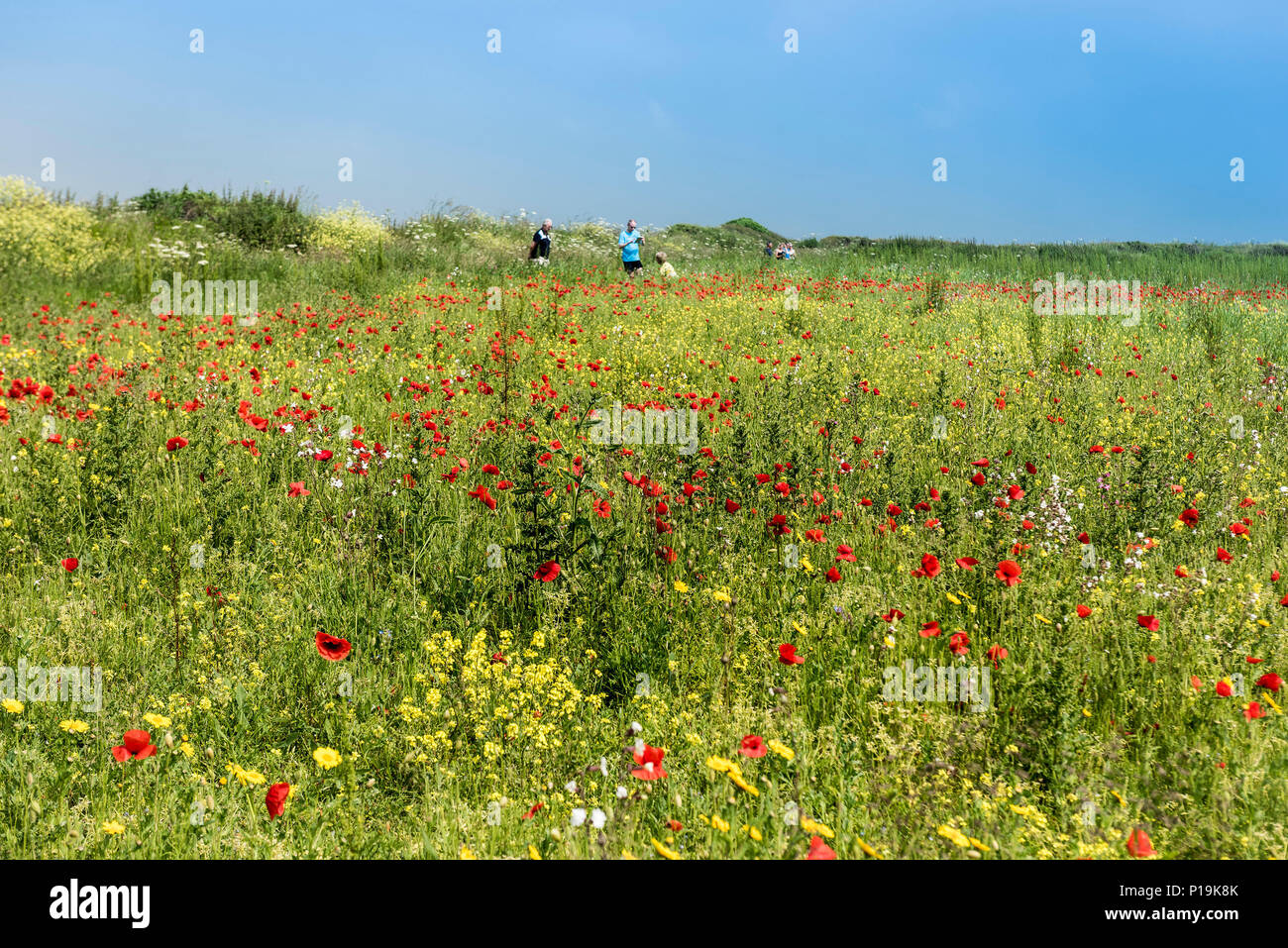 Wildflowers growing in a field at the Arable Fields Project on West ...