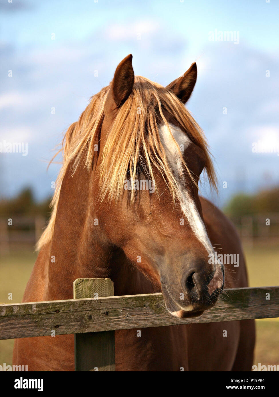A head shot of a Welsh Cob stallion looking over a fence Stock Photo ...