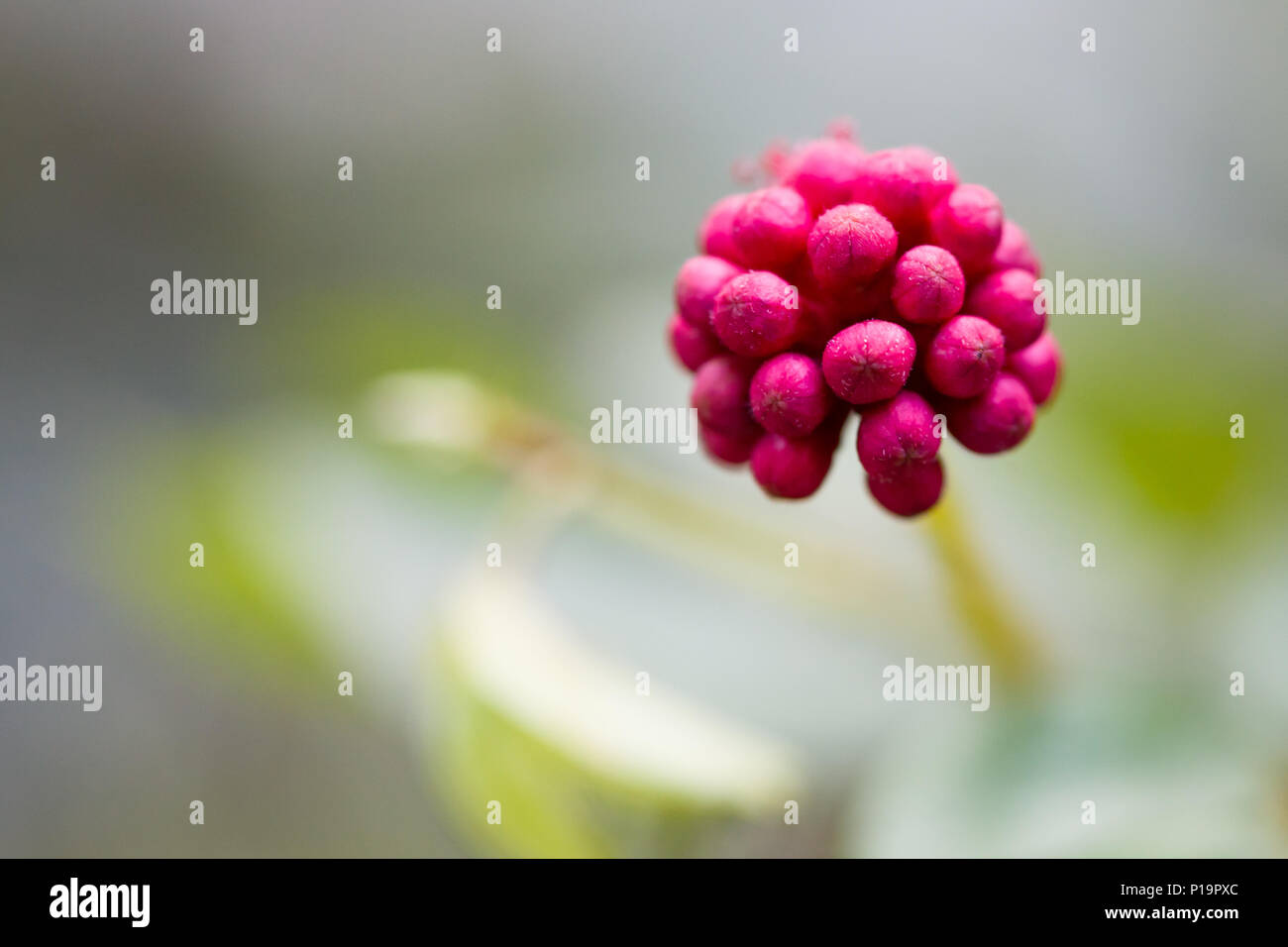 Cluster of small flowers hi-res stock photography and images - Alamy