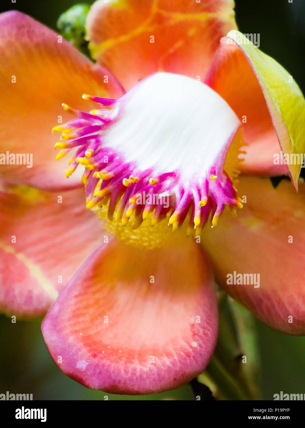 Closeup of a single cannonball flower in full bloom at the end of a ...