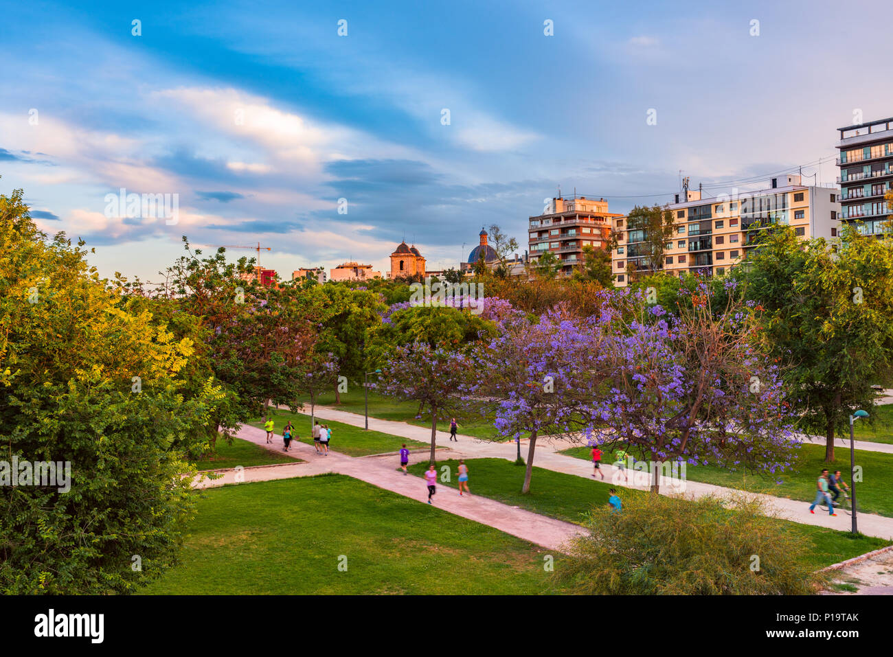 Flowering trees in the park of Turia in the pre-hours. Valencia, Spain ...