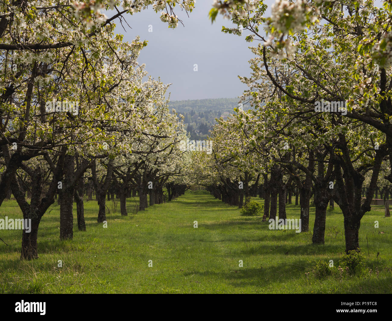 Beautiful cherry trees in rows Stock Photo - Alamy