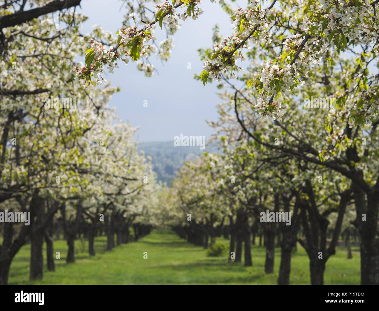 Beautiful cherry trees in rows Stock Photo - Alamy