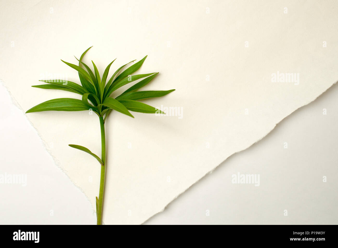 Minimal plant background hi-res stock photography and images - Alamy