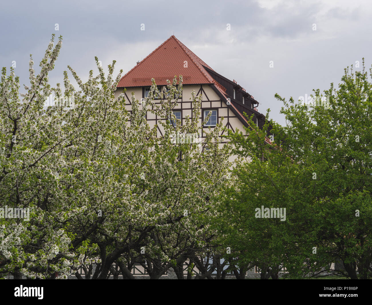 Tree and beautiful architecture hi-res stock photography and images - Alamy