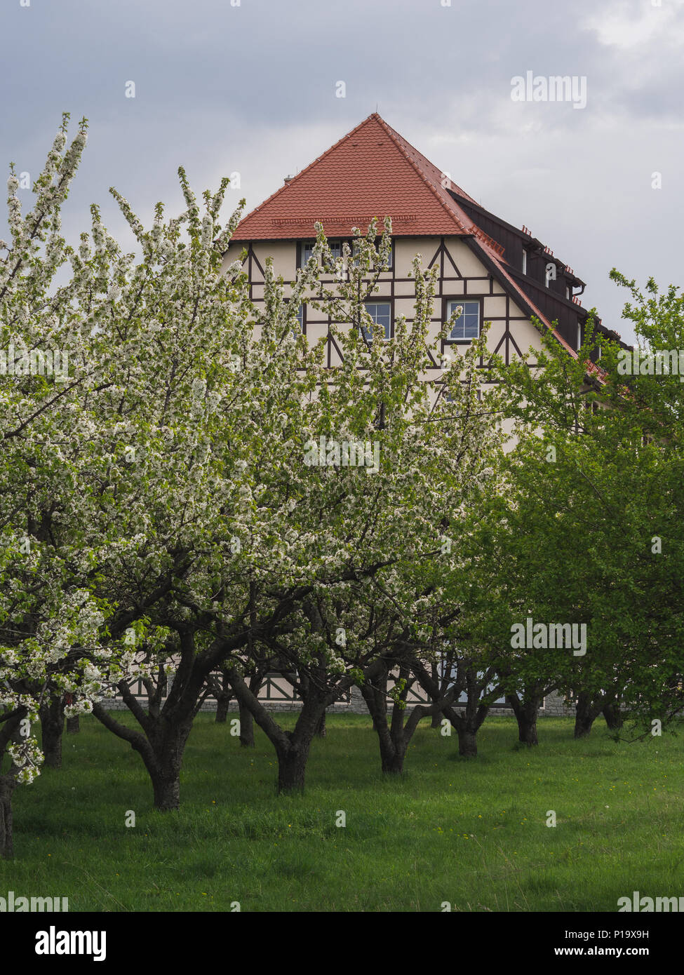 Tree and beautiful architecture hi-res stock photography and images - Alamy