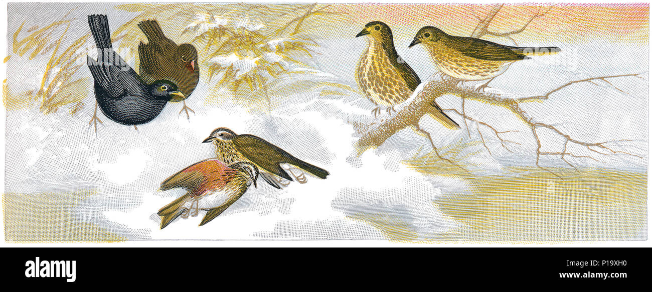 Turdus merula illustration hi-res stock photography and images - Alamy