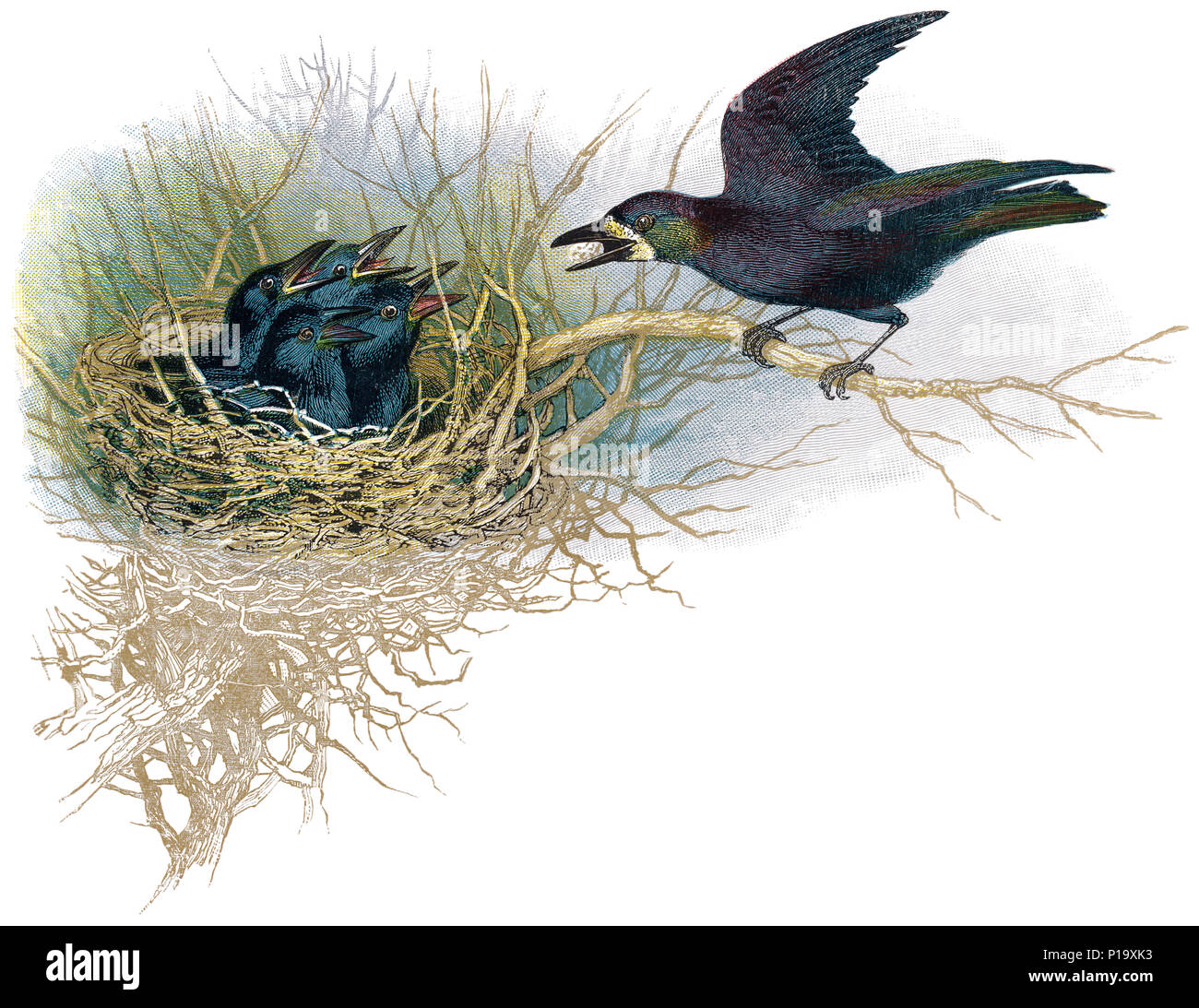 Rooks nest Cut Out Stock Images & Pictures - Alamy
