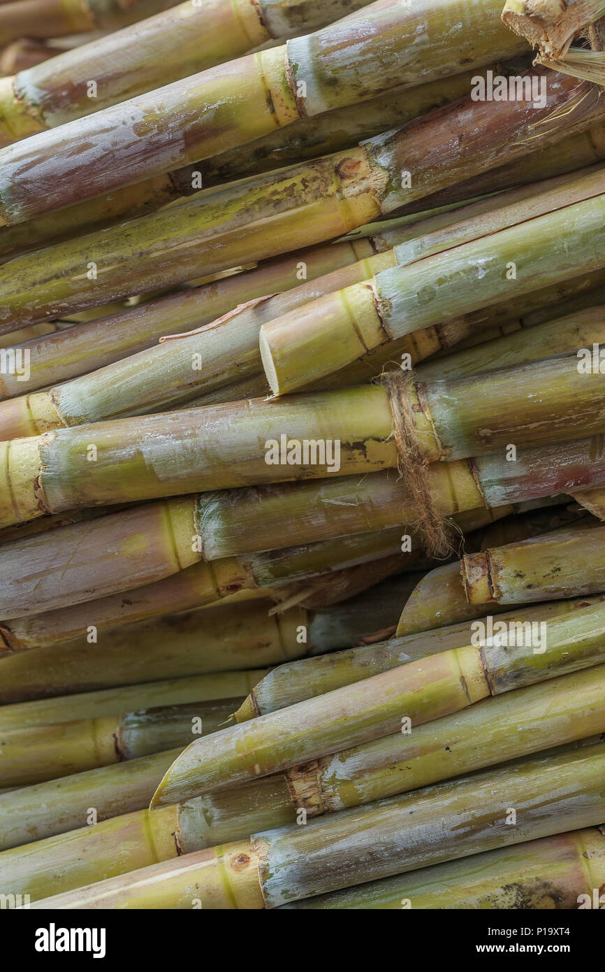 Background of Sugar cane Stock Photo - Alamy