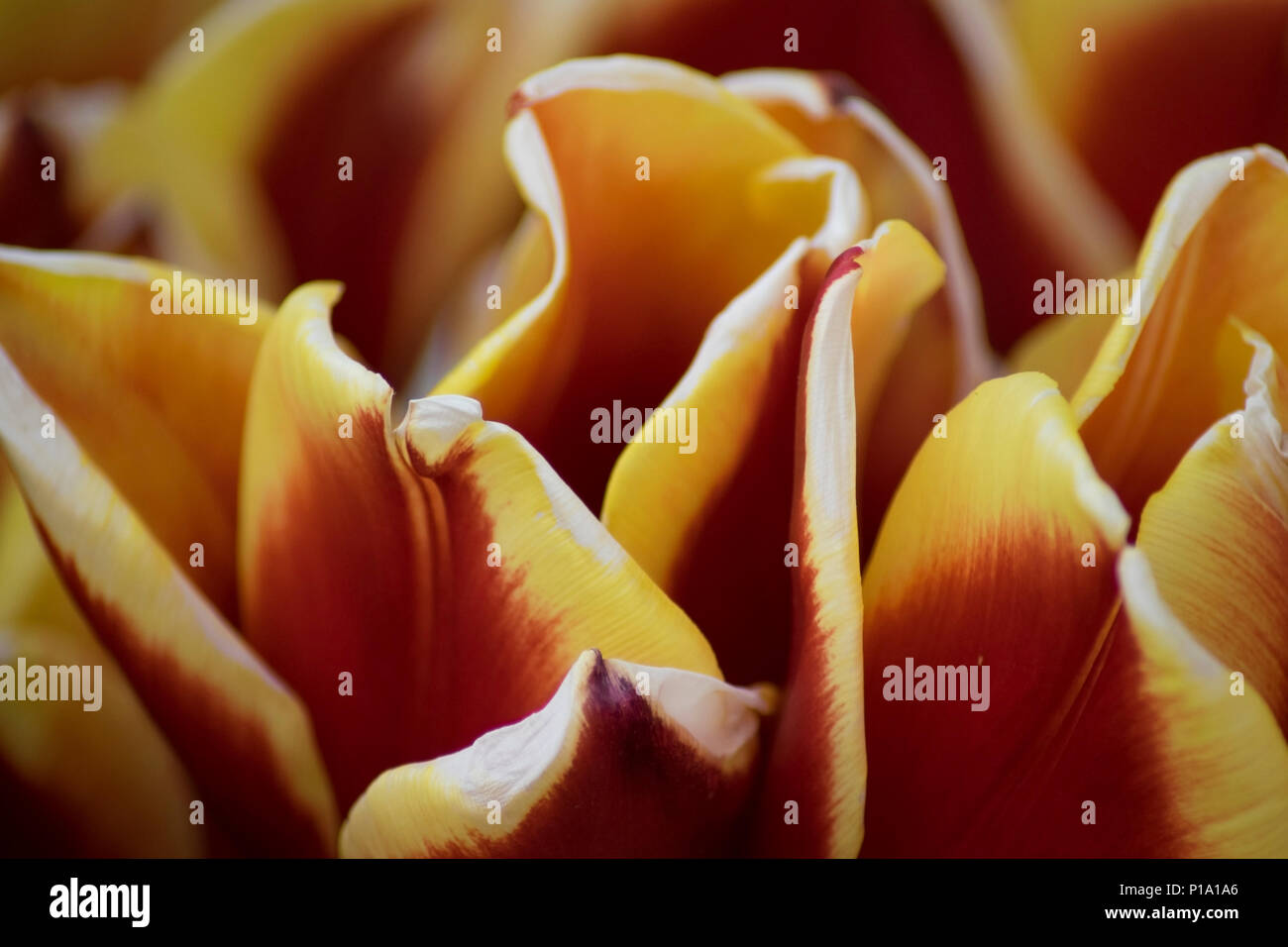 Fiery flower petals hi-res stock photography and images - Alamy